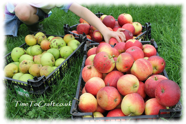 Can we make apple muffins? - Time To Craft